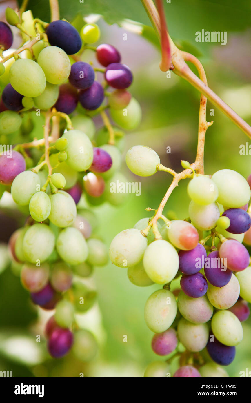 background with grapes Stock Photo - Alamy