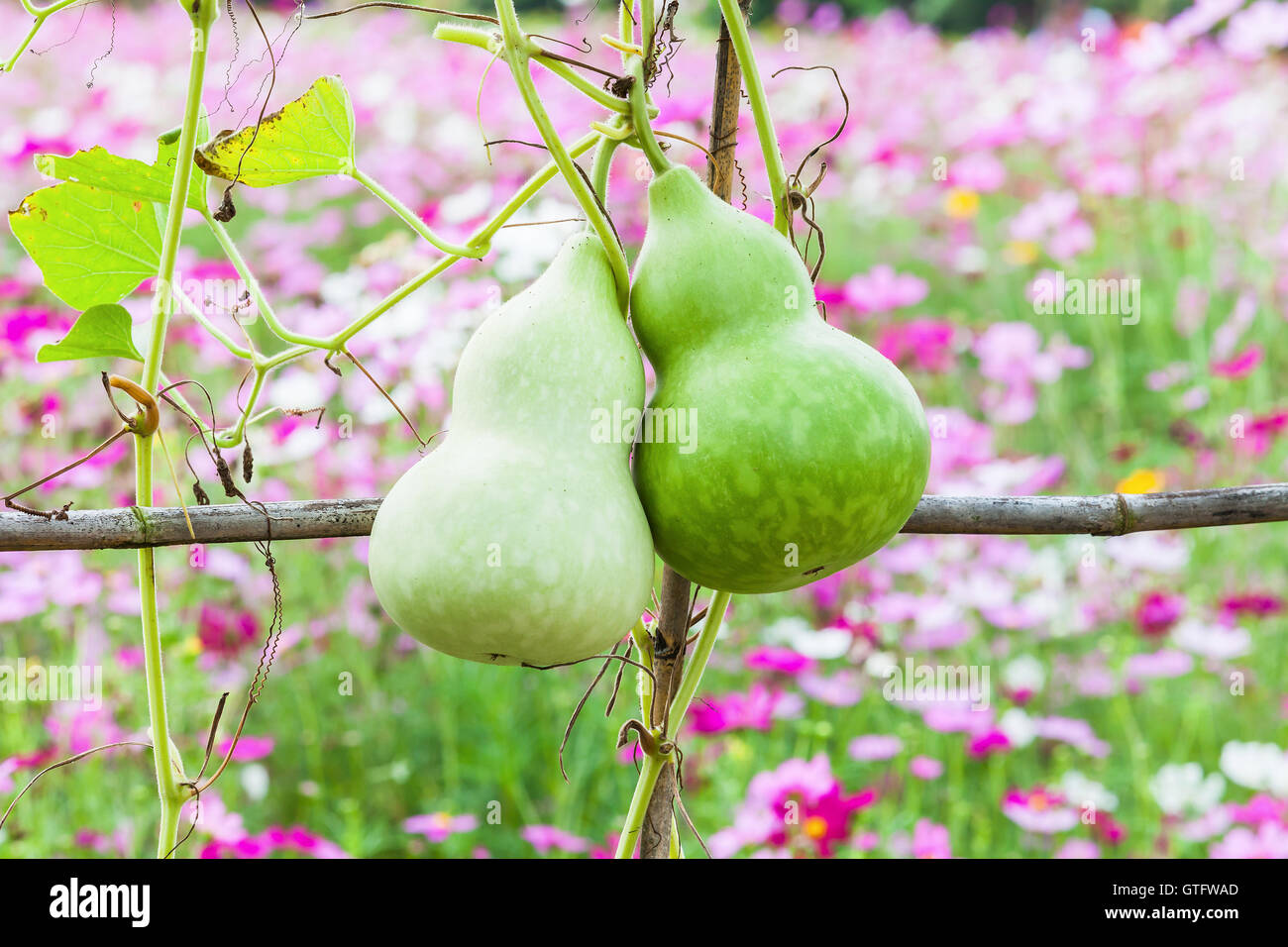Calabash Flower Stock Photos & Calabash Flower Stock Images - Alamy
