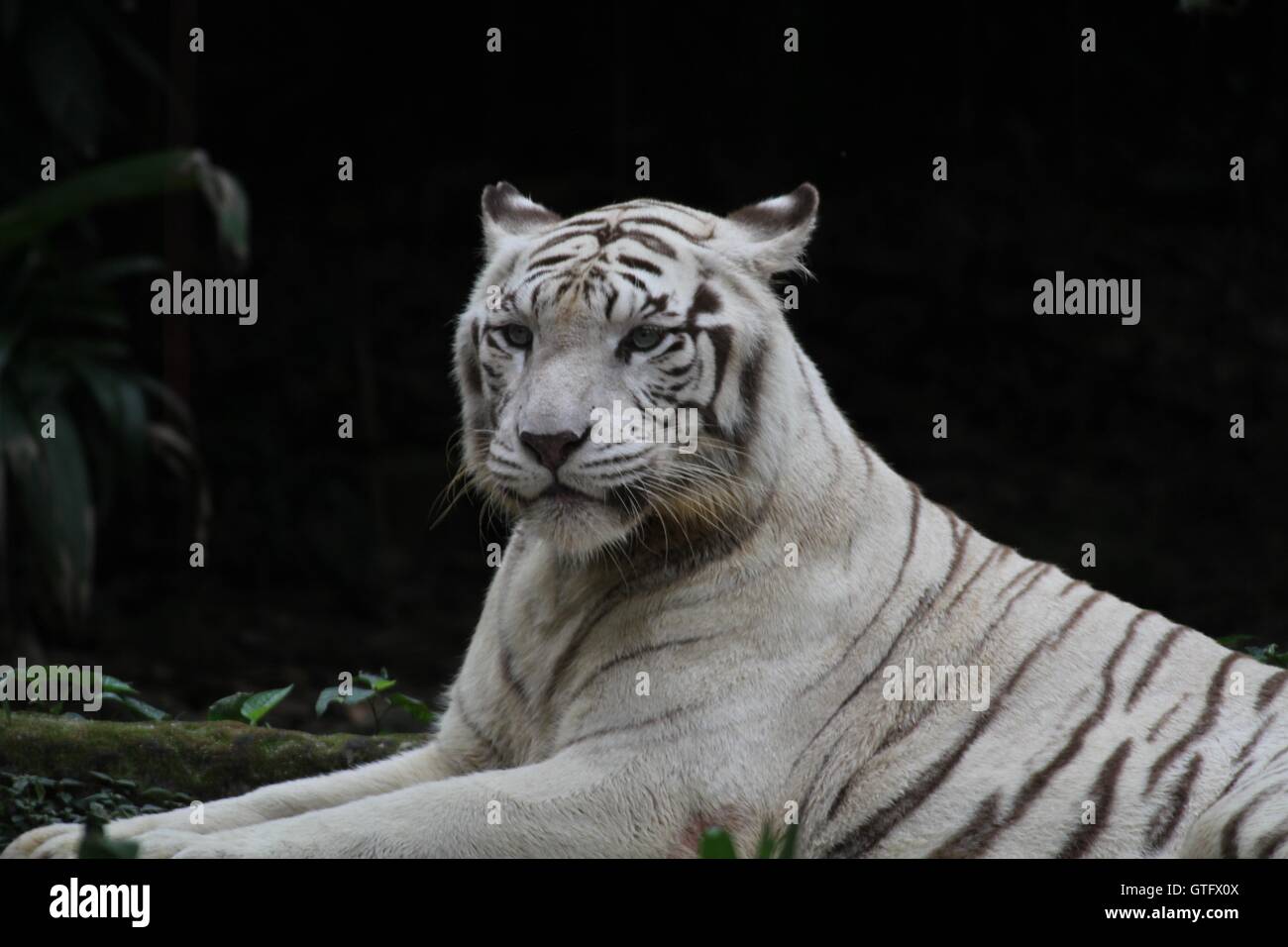 White bengal tiger tiger with tongue out hi-res stock photography and ...
