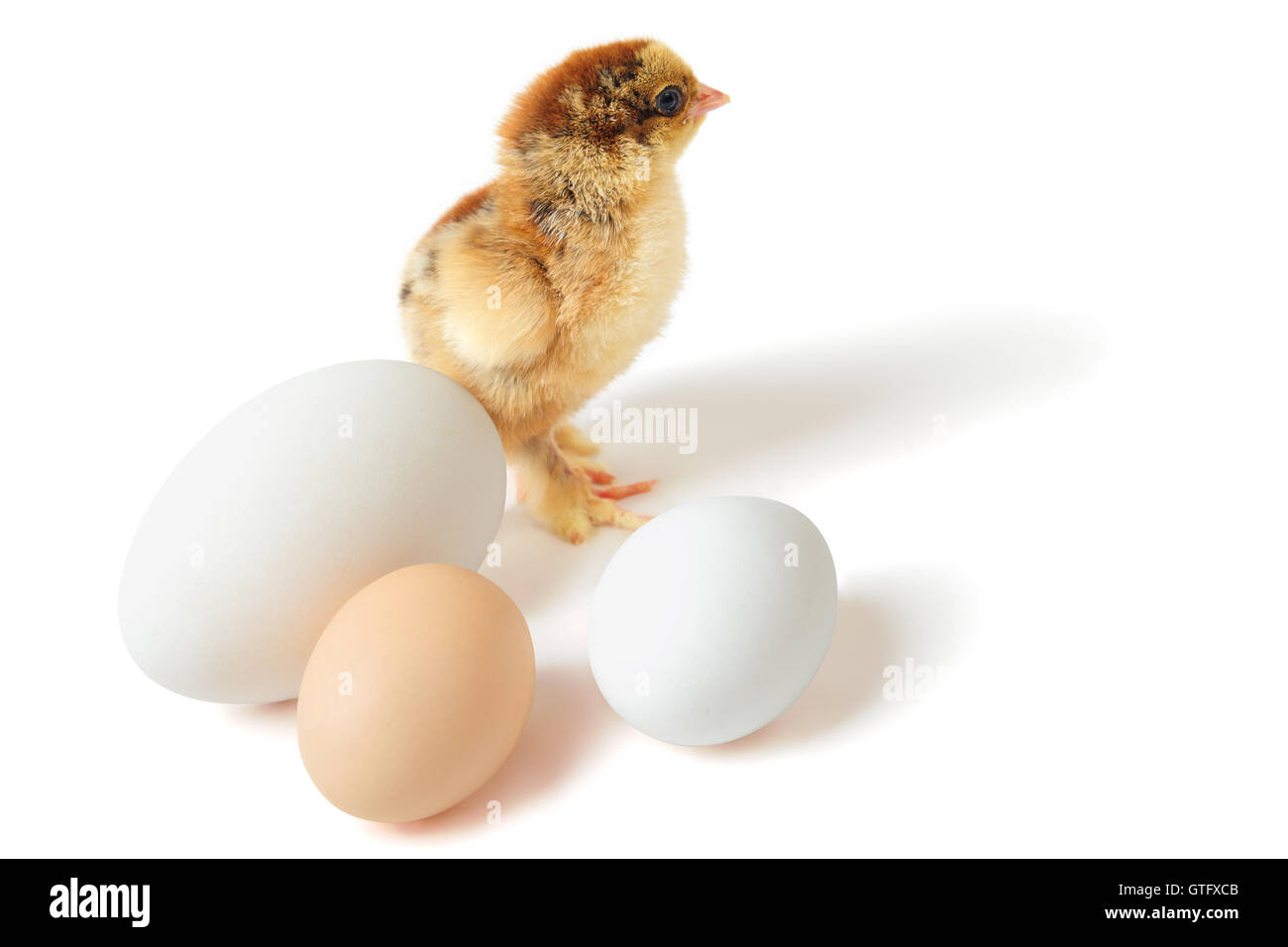 Chick with eggs Stock Photo - Alamy