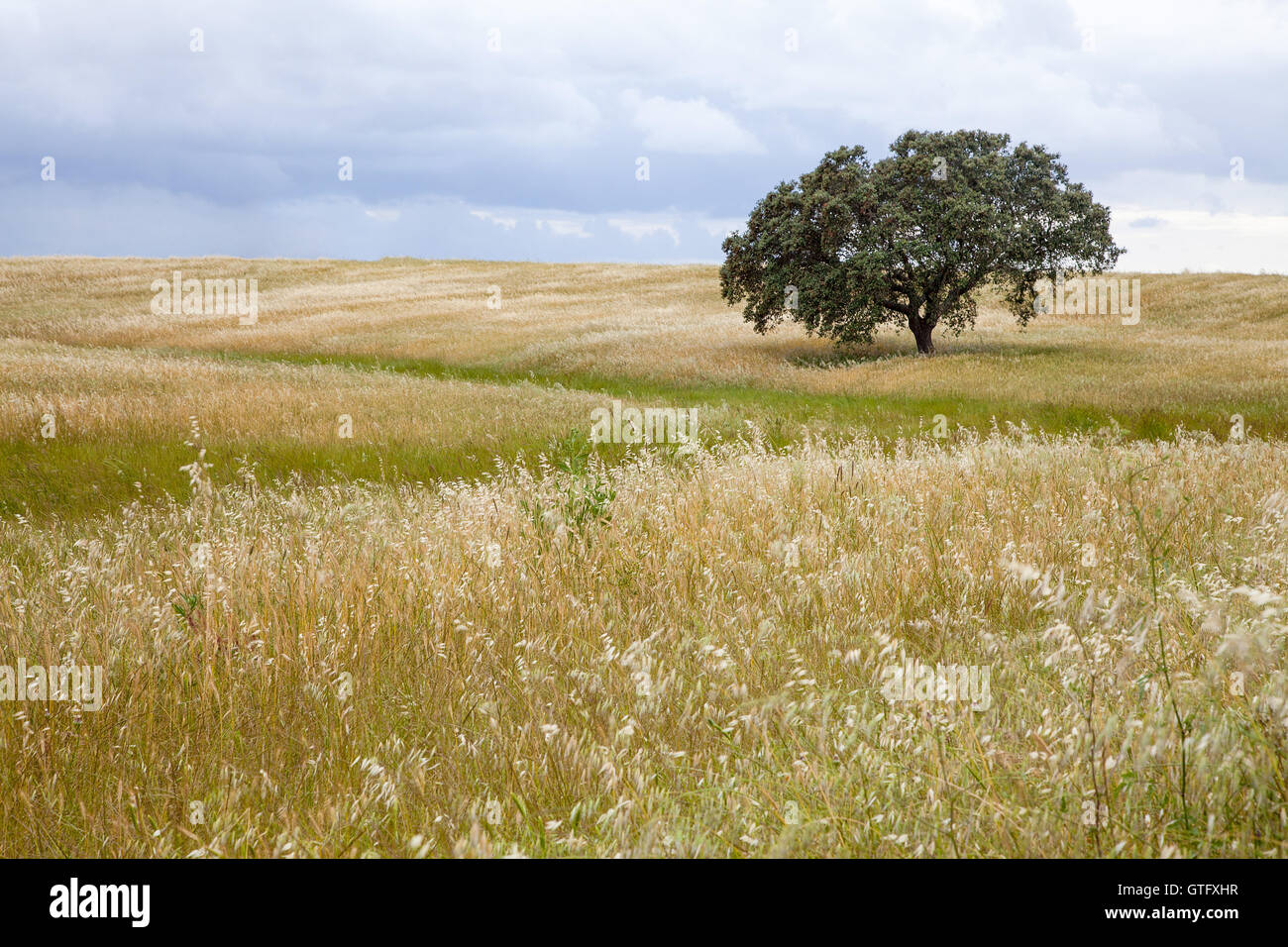 Tree in Field Stock Photo - Alamy