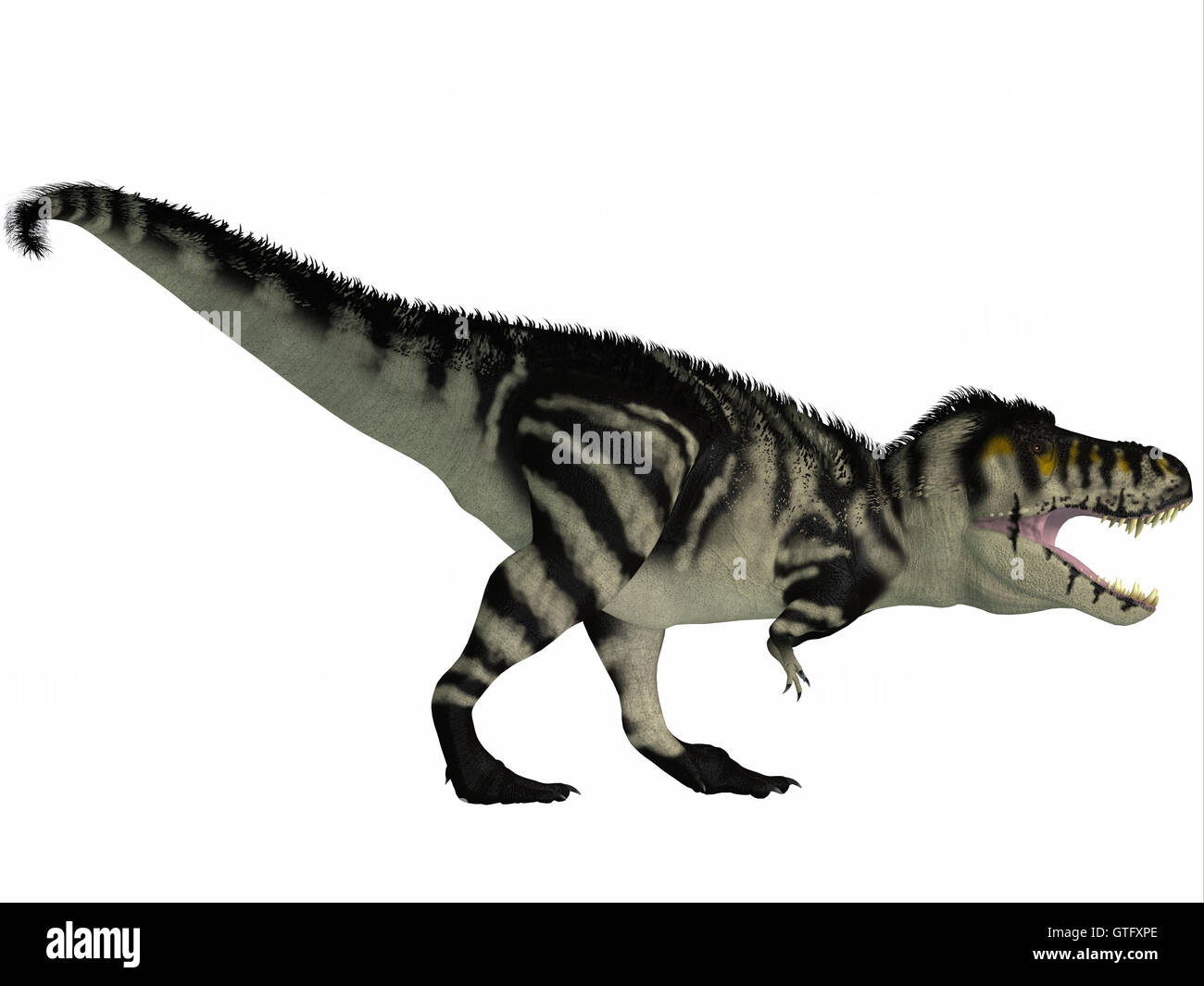 T-Rex Black and White Stock Photo - Alamy