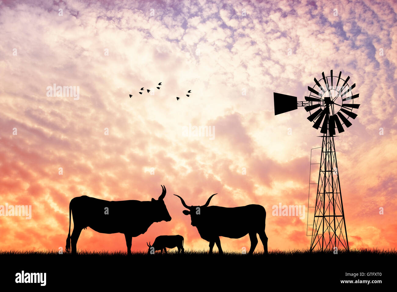 cows at sunset Stock Photo - Alamy