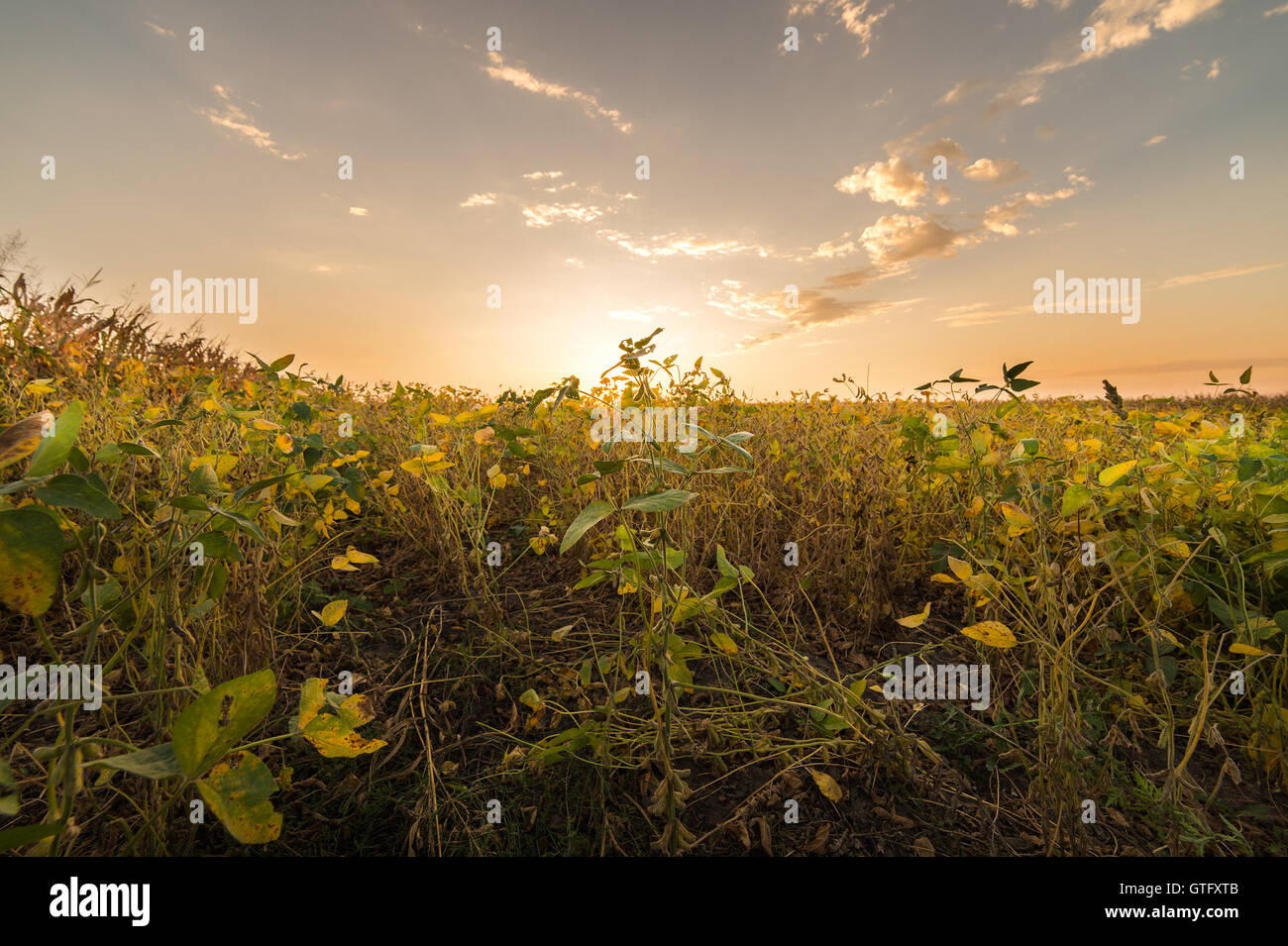 Soybean field hi-res stock photography and images - Alamy