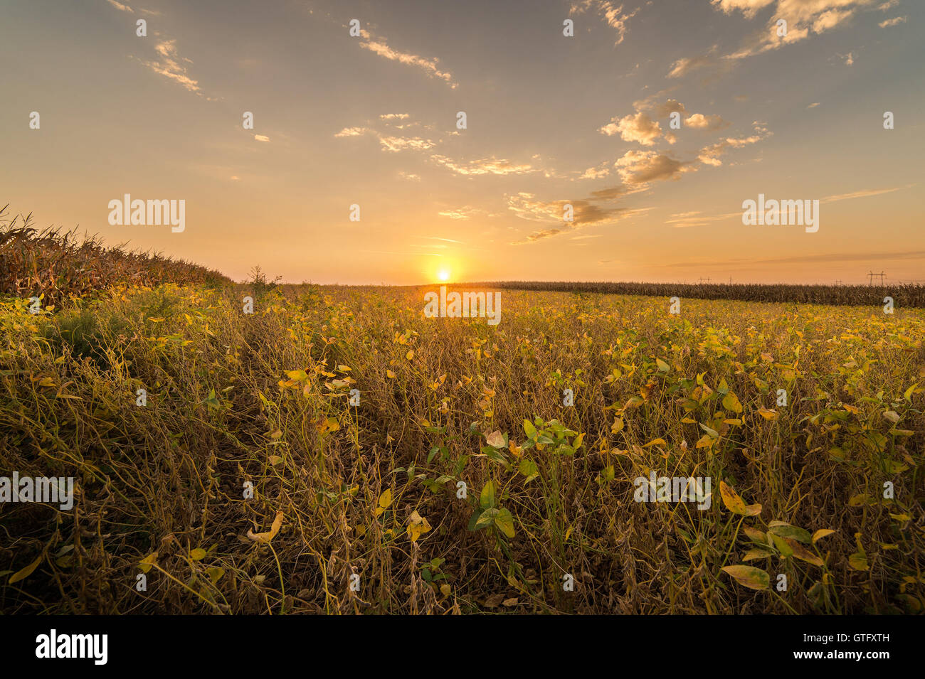 Soybean Field Rows in sunset Stock Photo - Alamy