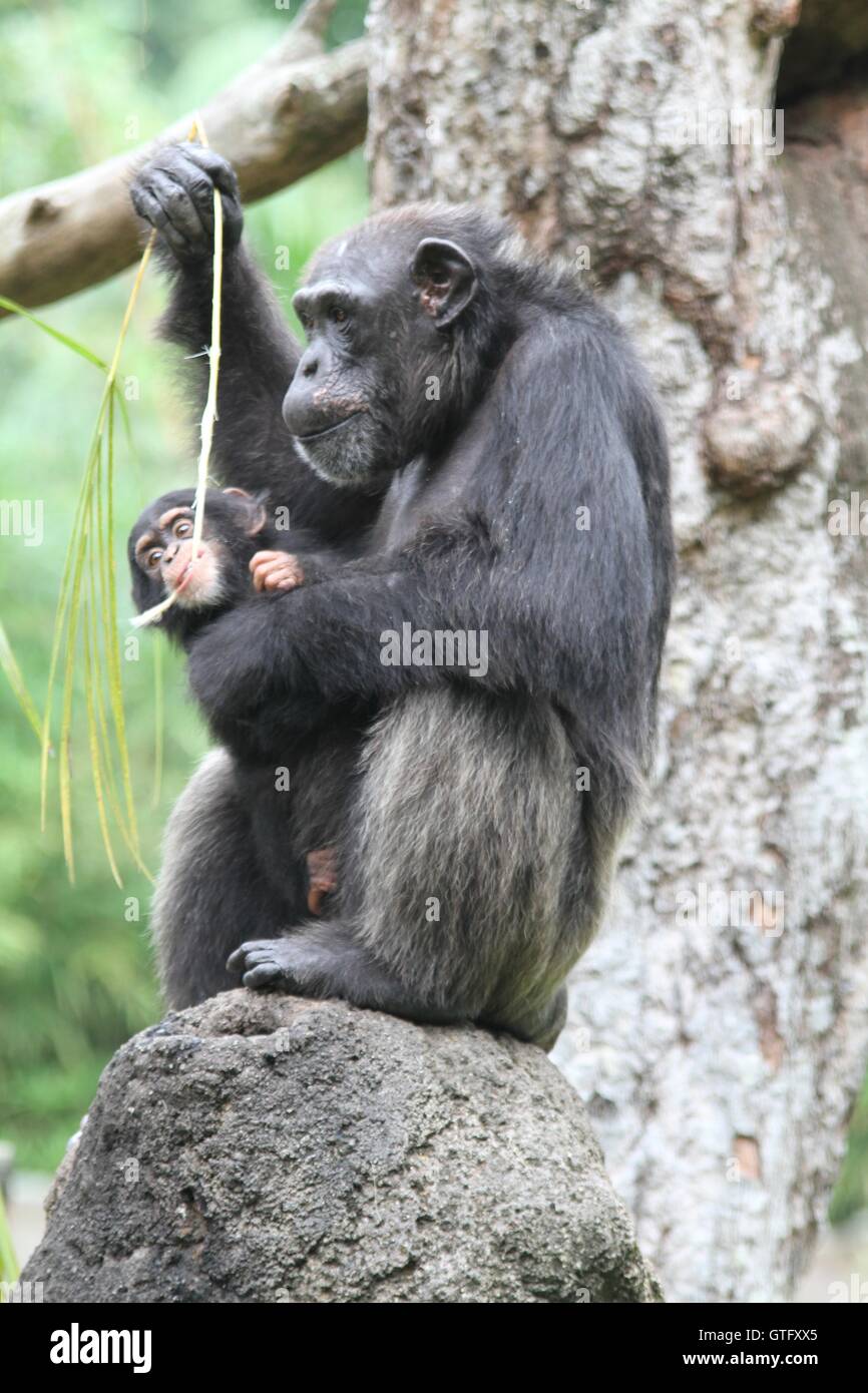 Chimp baby rope hi-res stock photography and images - Alamy