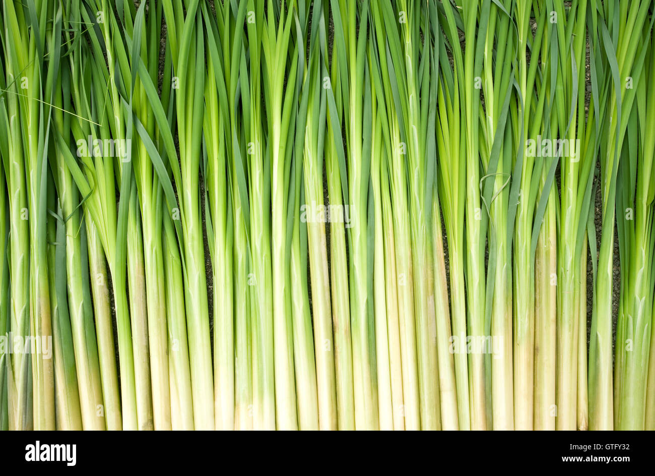 Macrophyte hi-res stock photography and images - Alamy