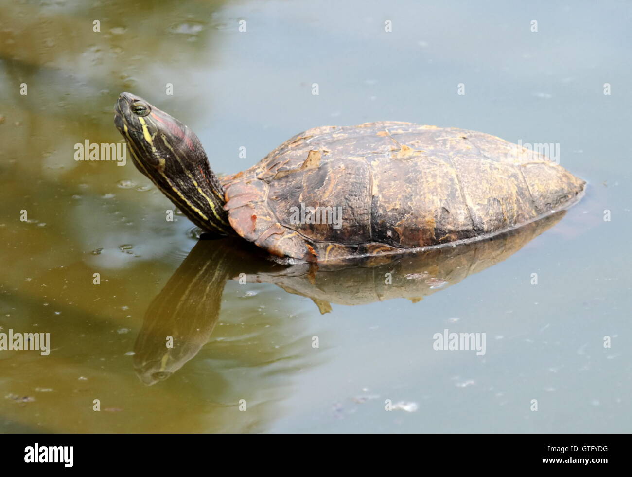 Red eared slider turtle in water Stock Photo - Alamy