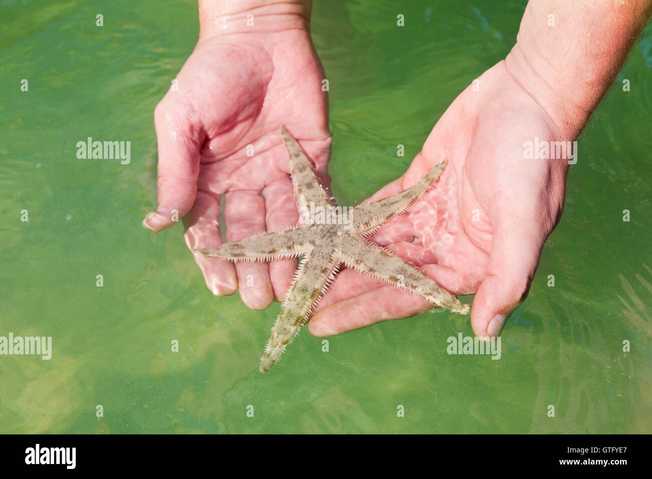 Human hand holding starfish hi-res stock photography and images - Alamy