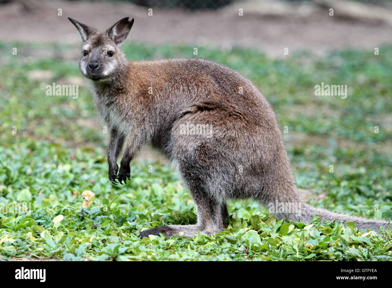 Bennett wallaby kangaroo Stock Photo - Alamy