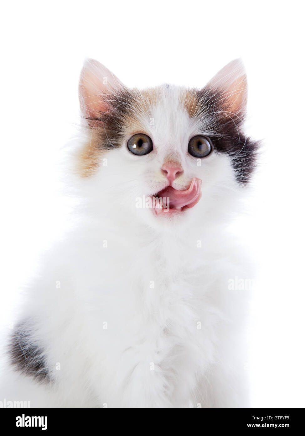 Portrait of a licking lips kitten Stock Photo - Alamy