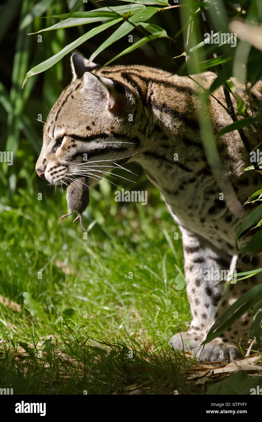 Ocelots Eating