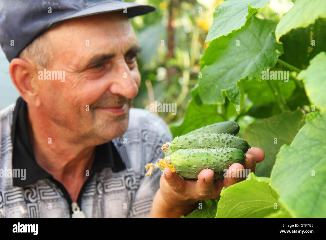 several cucumber in a hand of farmer Stock Photo - Alamy
