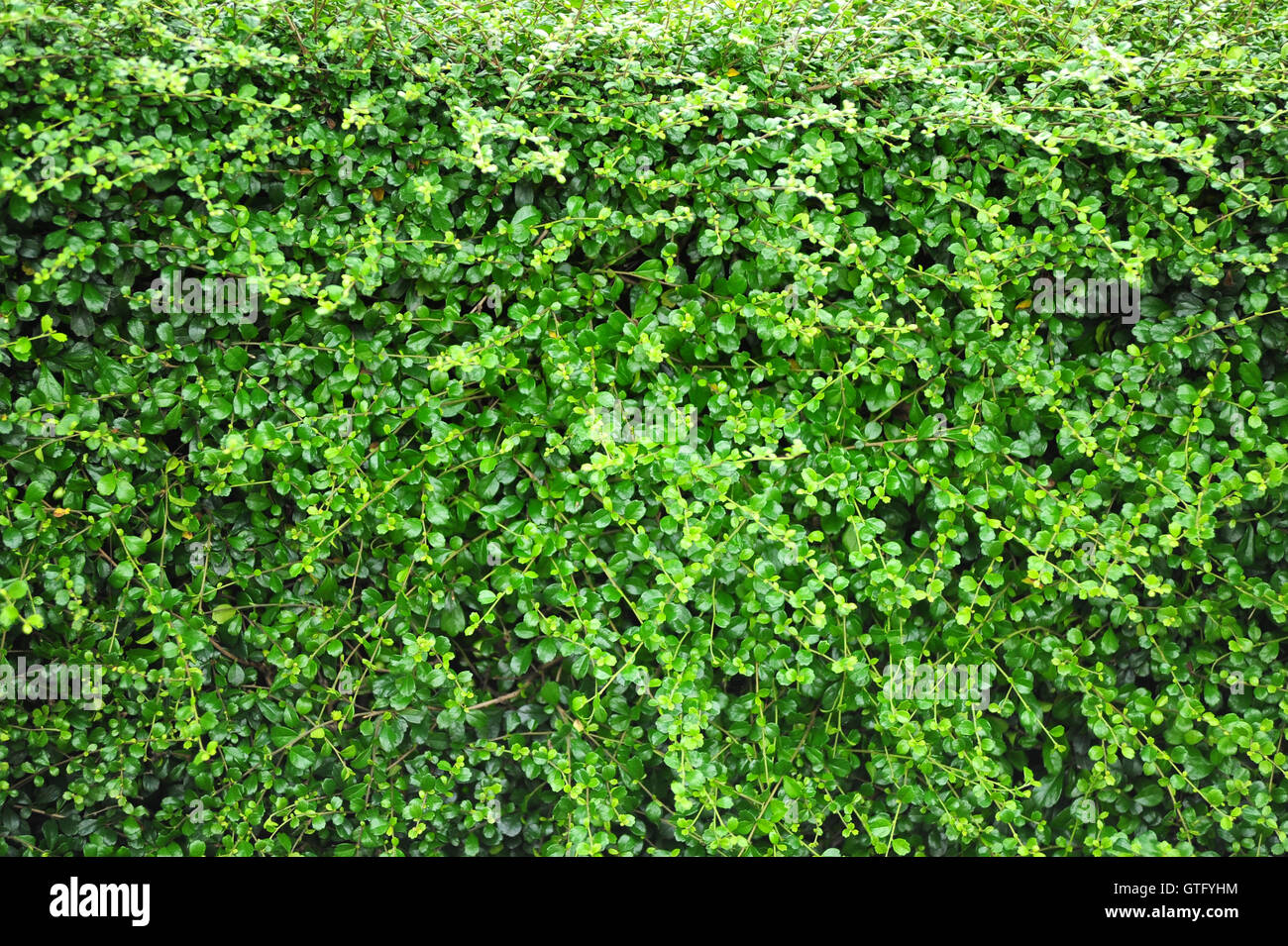 Bush fence hi-res stock photography and images - Alamy