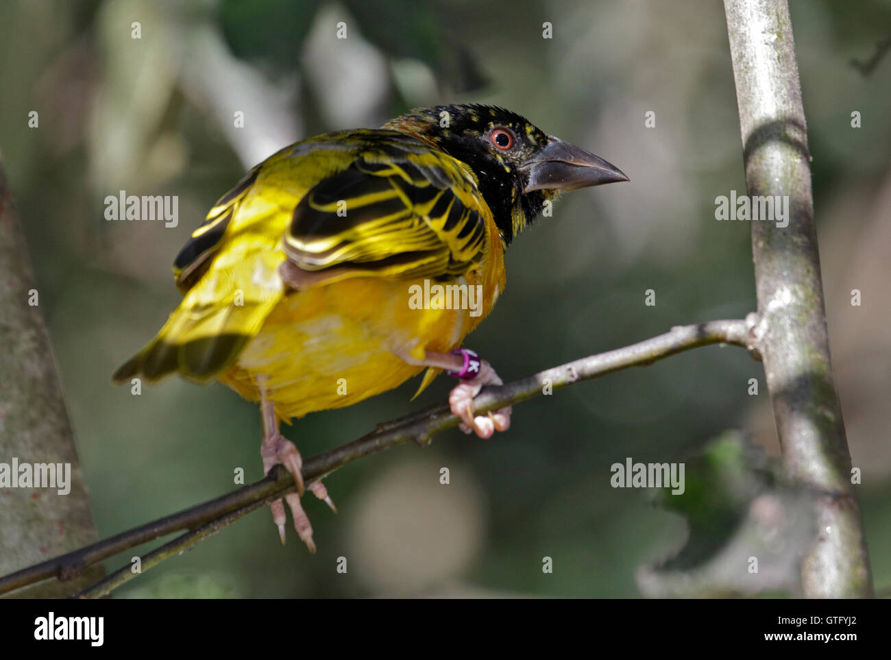 Yellow backed weavers hi-res stock photography and images - Alamy