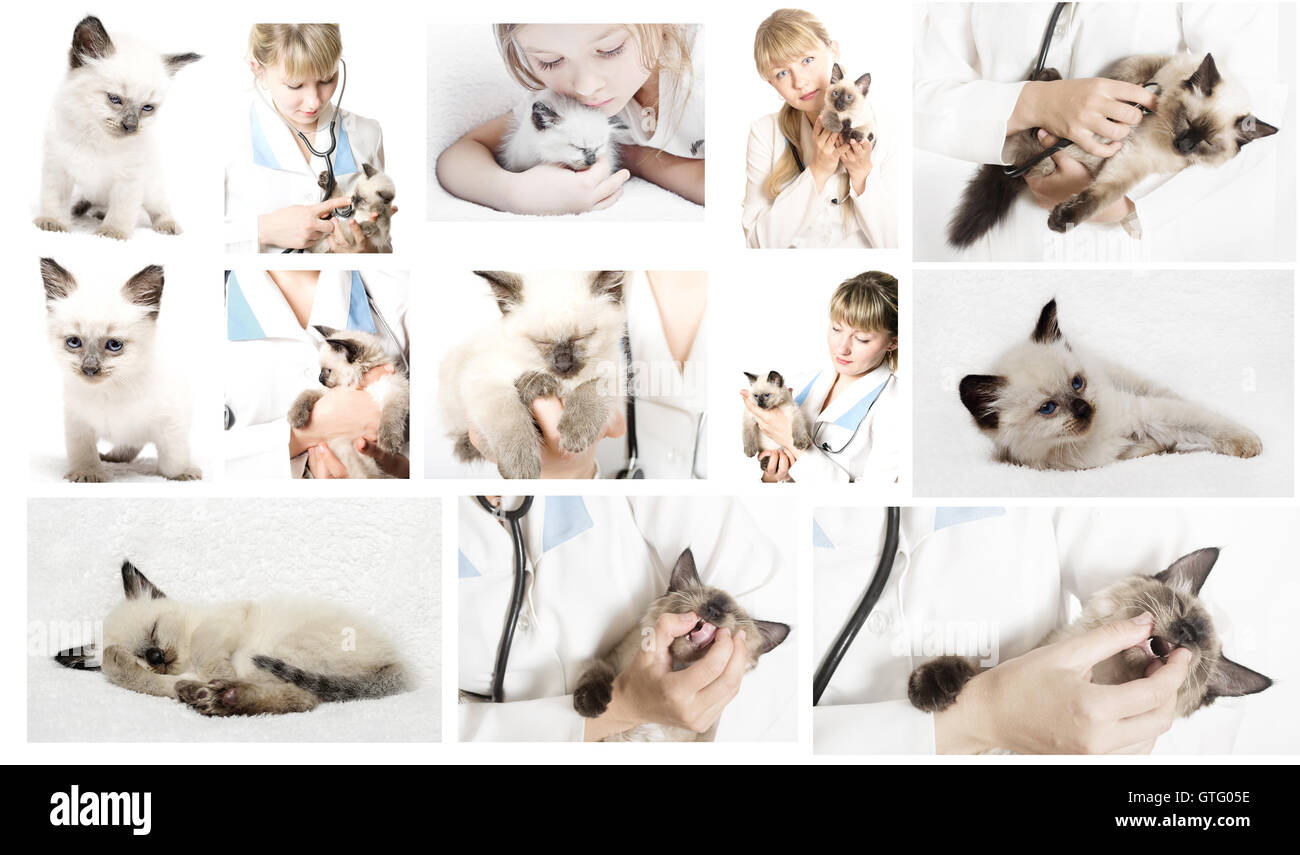 Veterinary subjects hi-res stock photography and images - Alamy