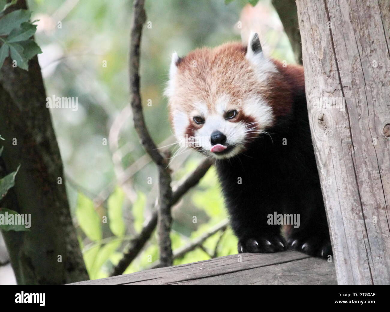 Curious red panda Stock Photo - Alamy