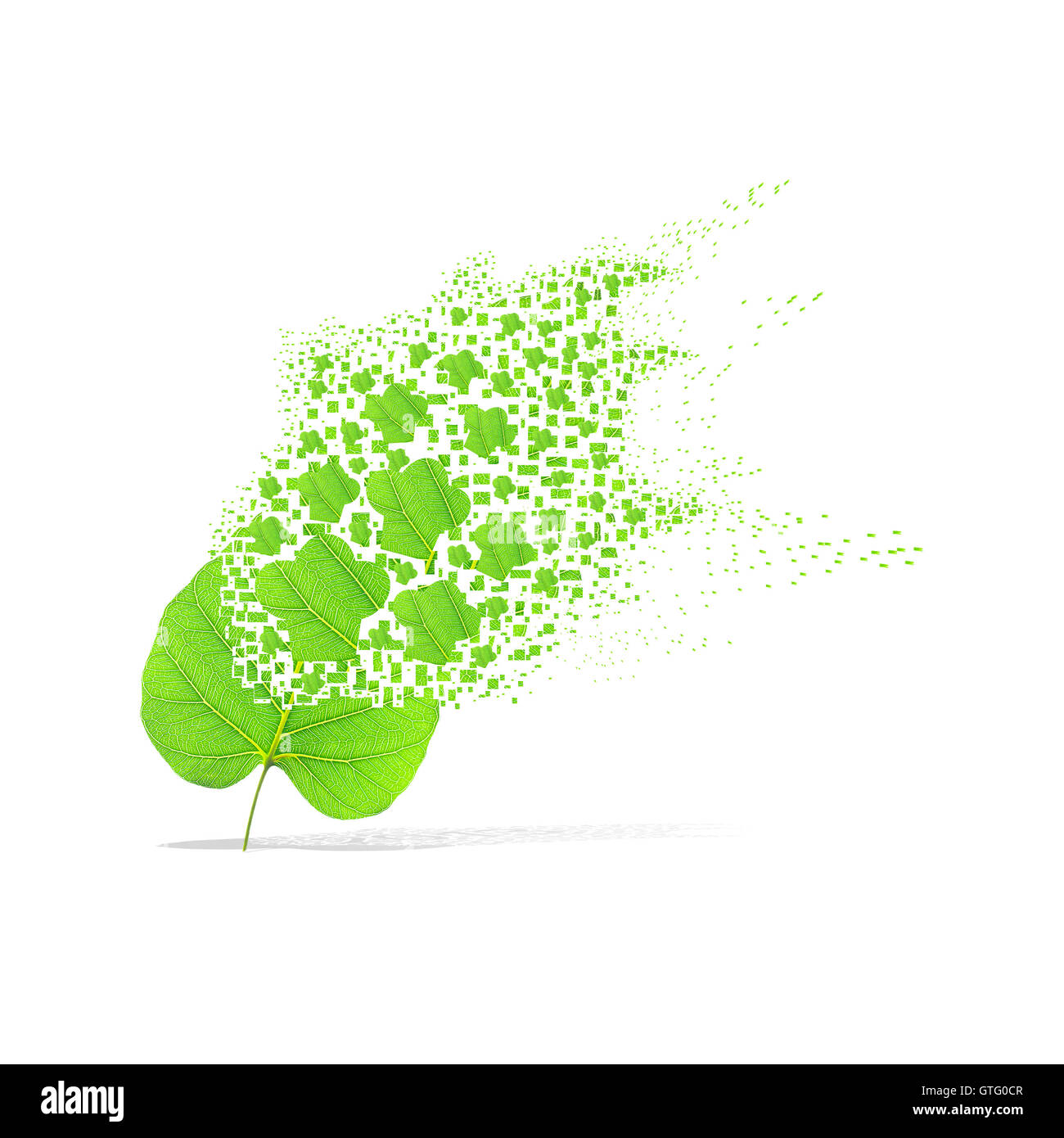 Green leaf of cook on white background Stock Photo - Alamy