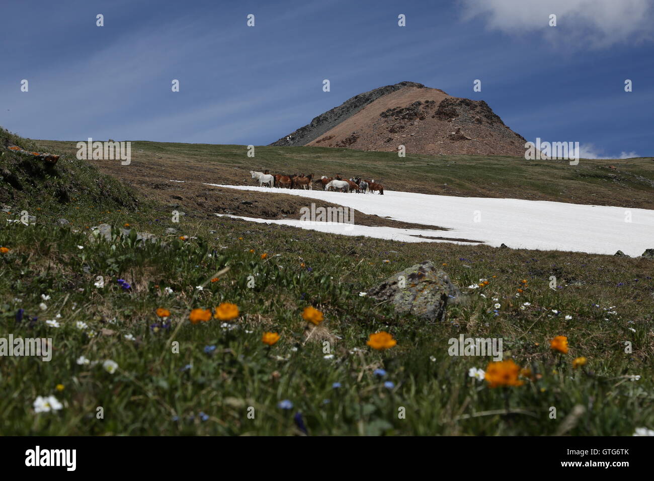 Altai region russia mountain landscapes hi-res stock photography and ...