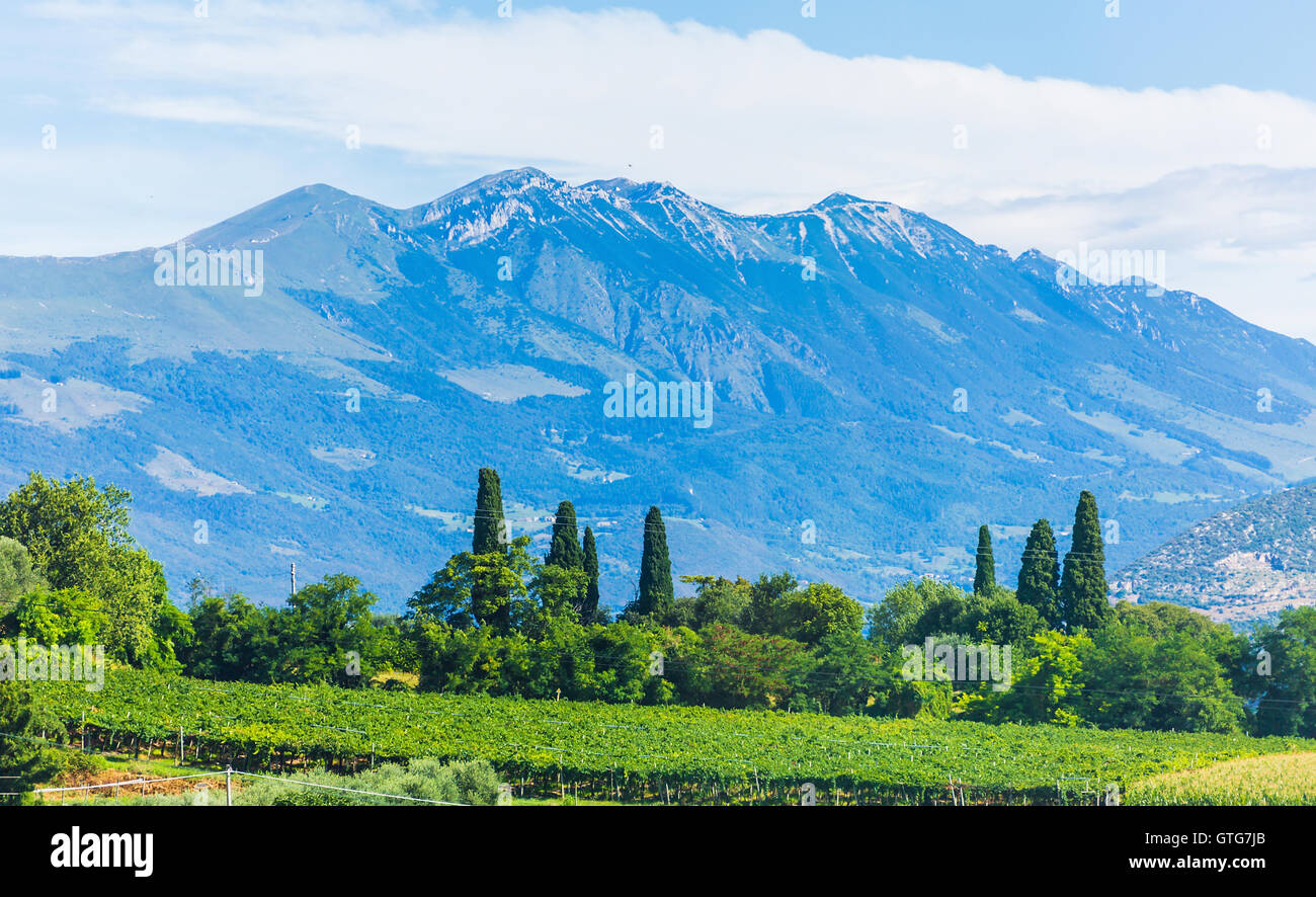 Grape field hi-res stock photography and images - Alamy
