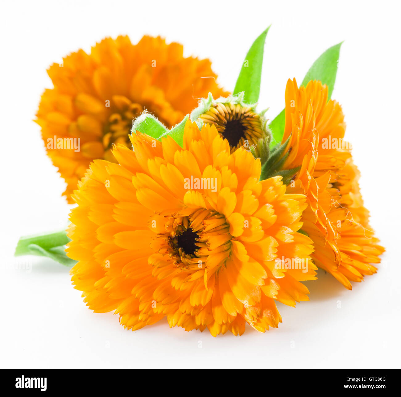 Calendula plant hi-res stock photography and images - Alamy