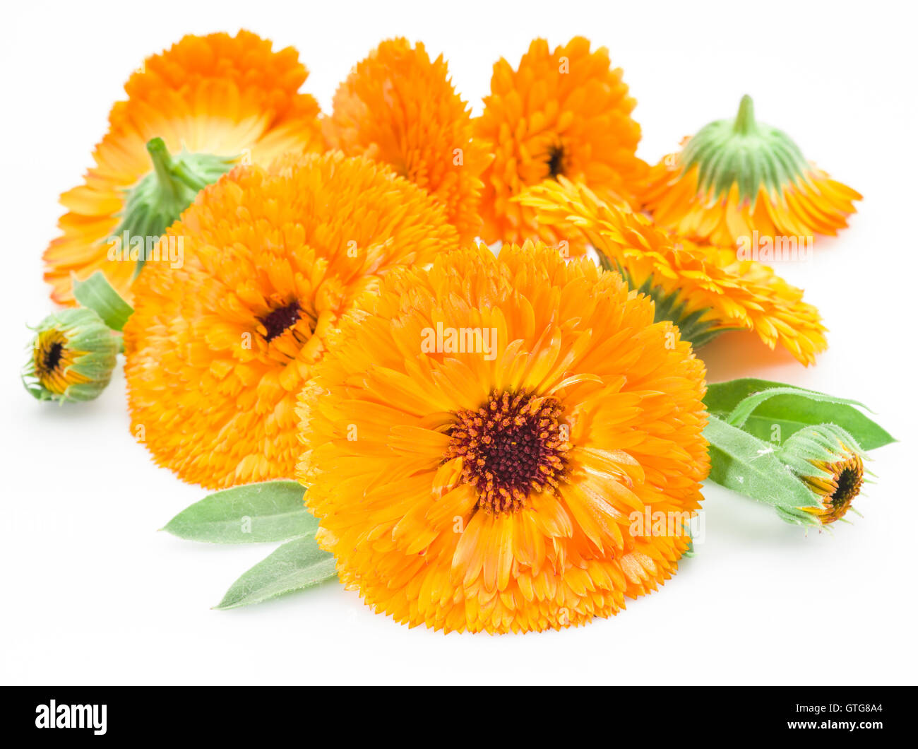 Calendula plant hi-res stock photography and images - Alamy