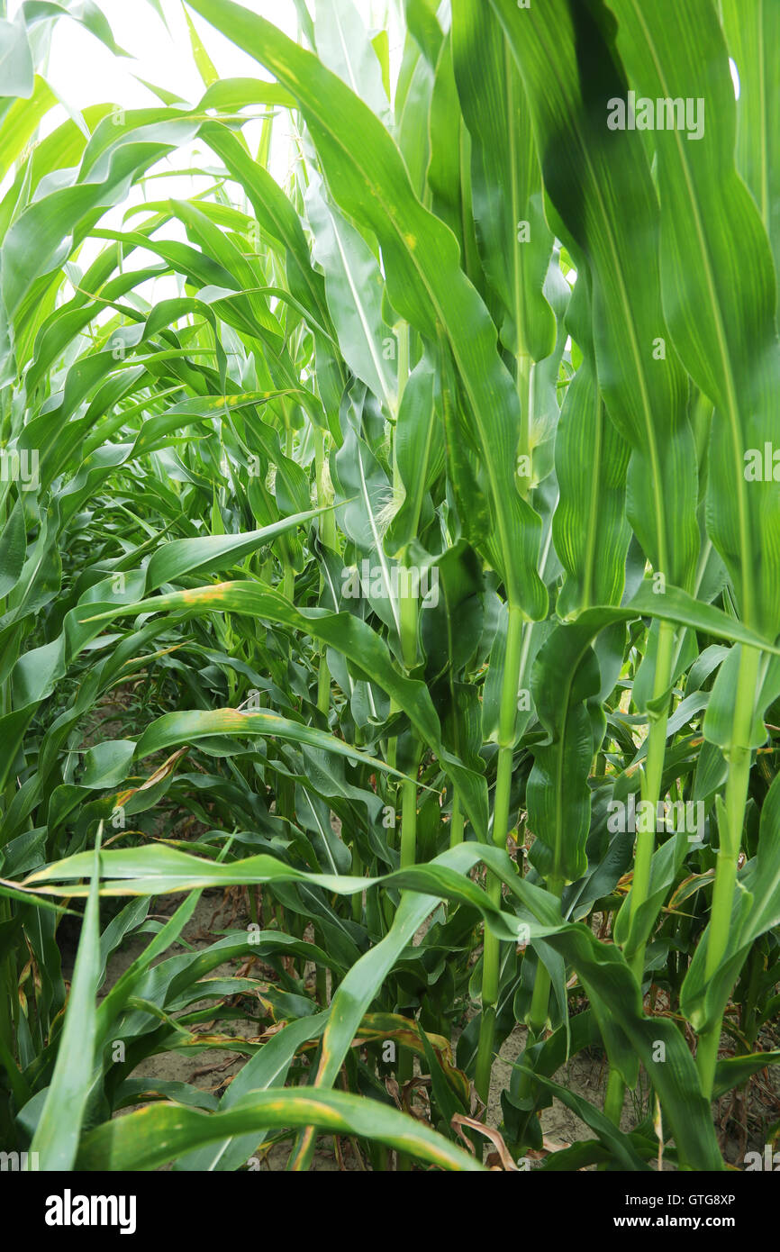 Maize stem hi-res stock photography and images - Alamy