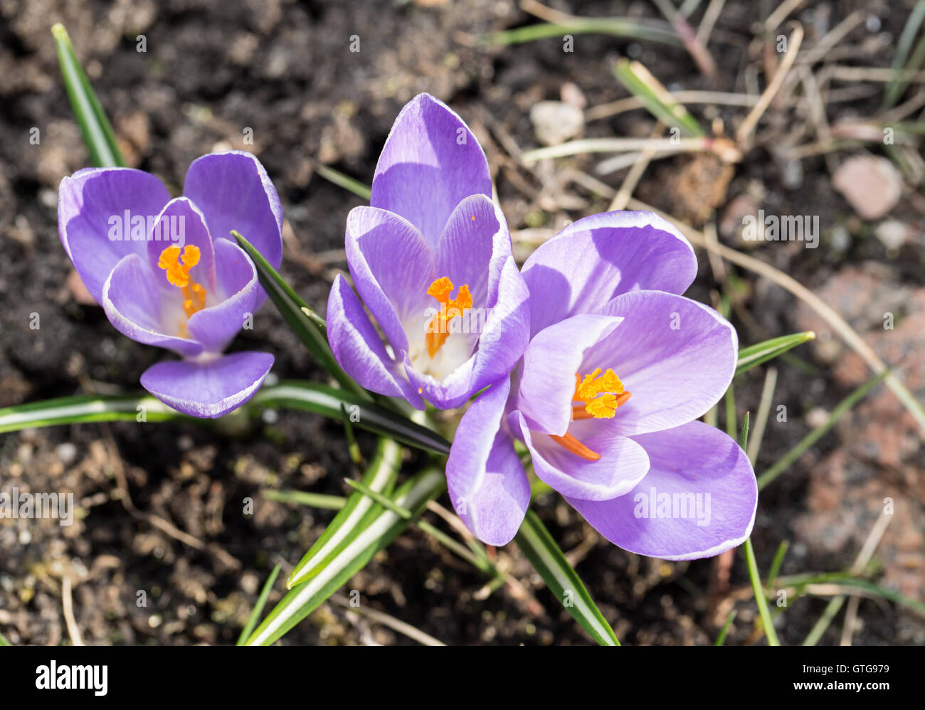 First blooming flower hi-res stock photography and images - Alamy