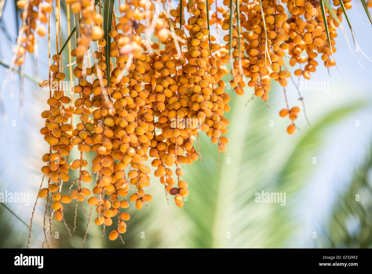 Date fruits on the tree. Close-up Stock Photo - Alamy