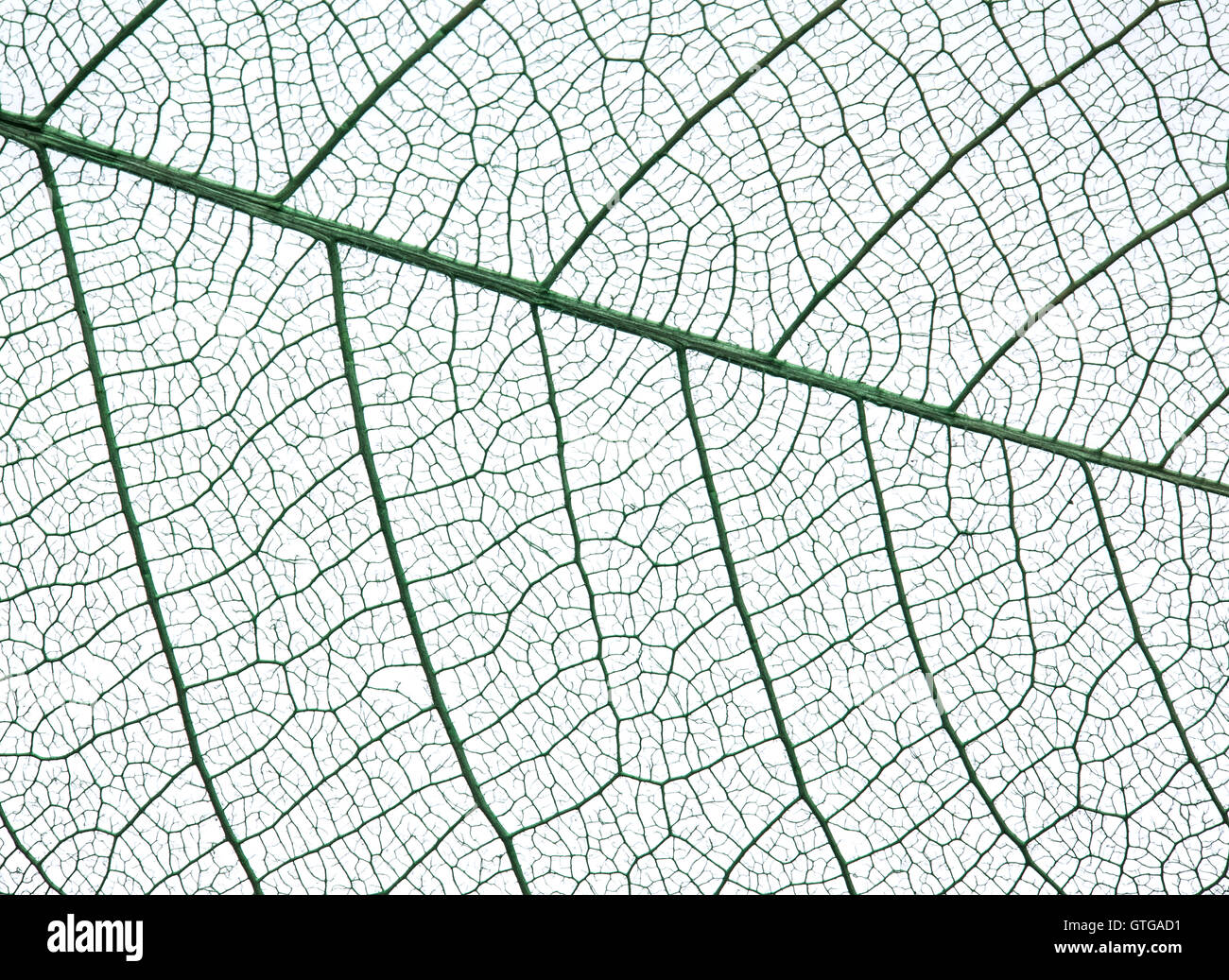 Leaf structure macro hi-res stock photography and images - Alamy
