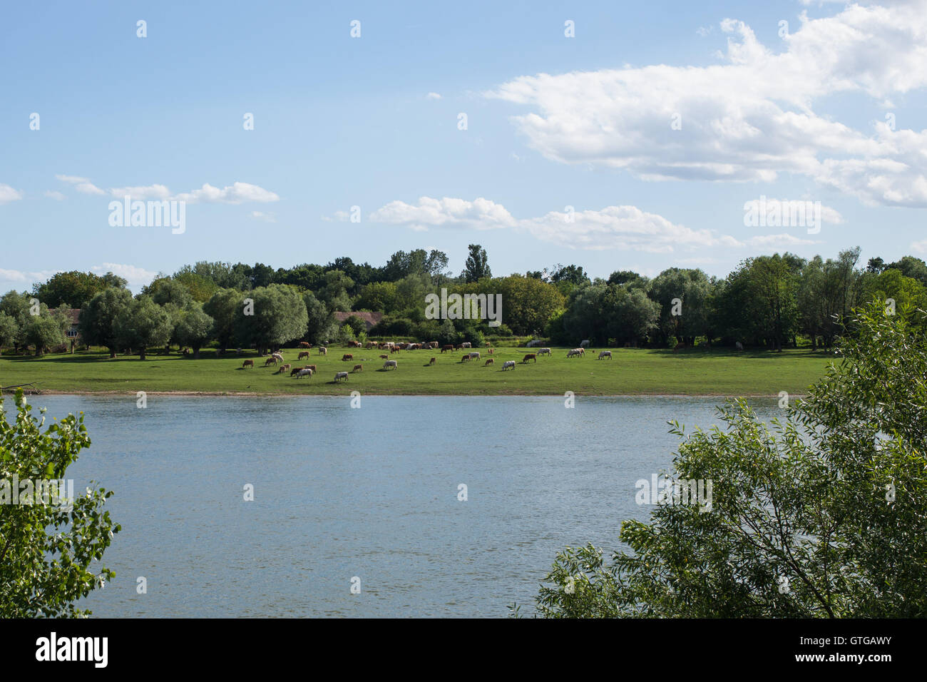 Grazing cattle river hi-res stock photography and images - Alamy