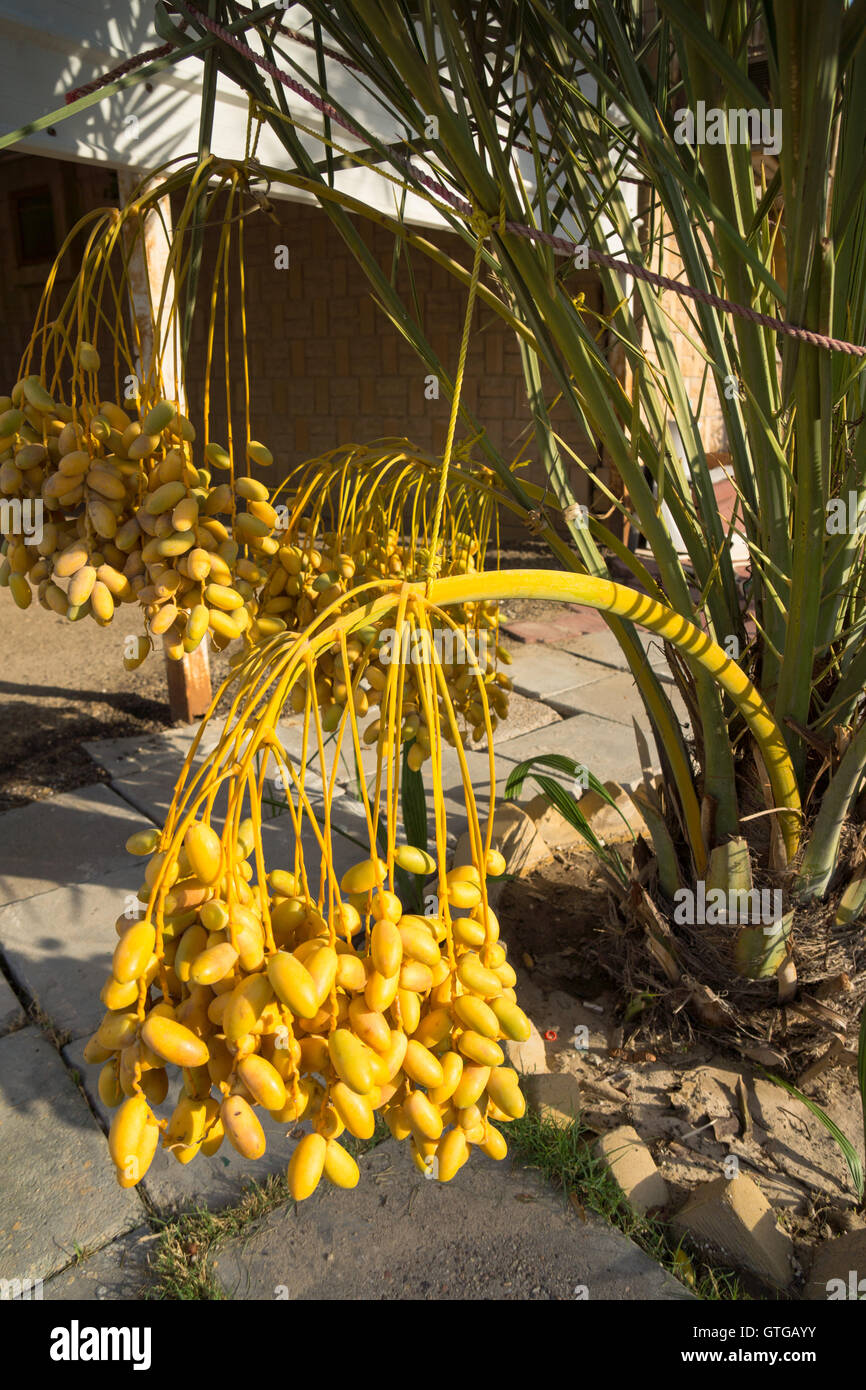 Date palm tree dates hanging hi-res stock photography and images - Alamy