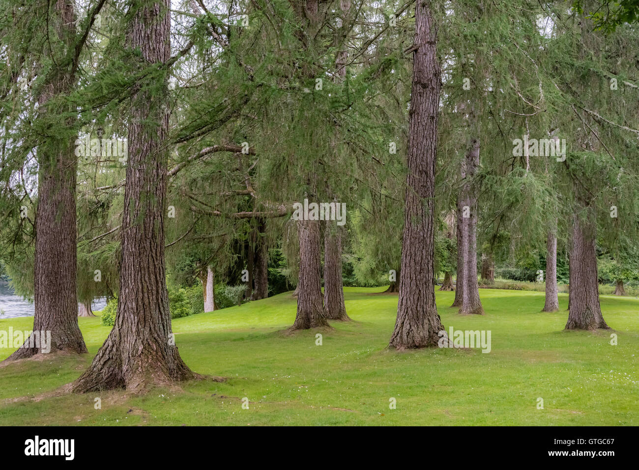 A clump of pine trees by a river on grass Stock Photo - Alamy