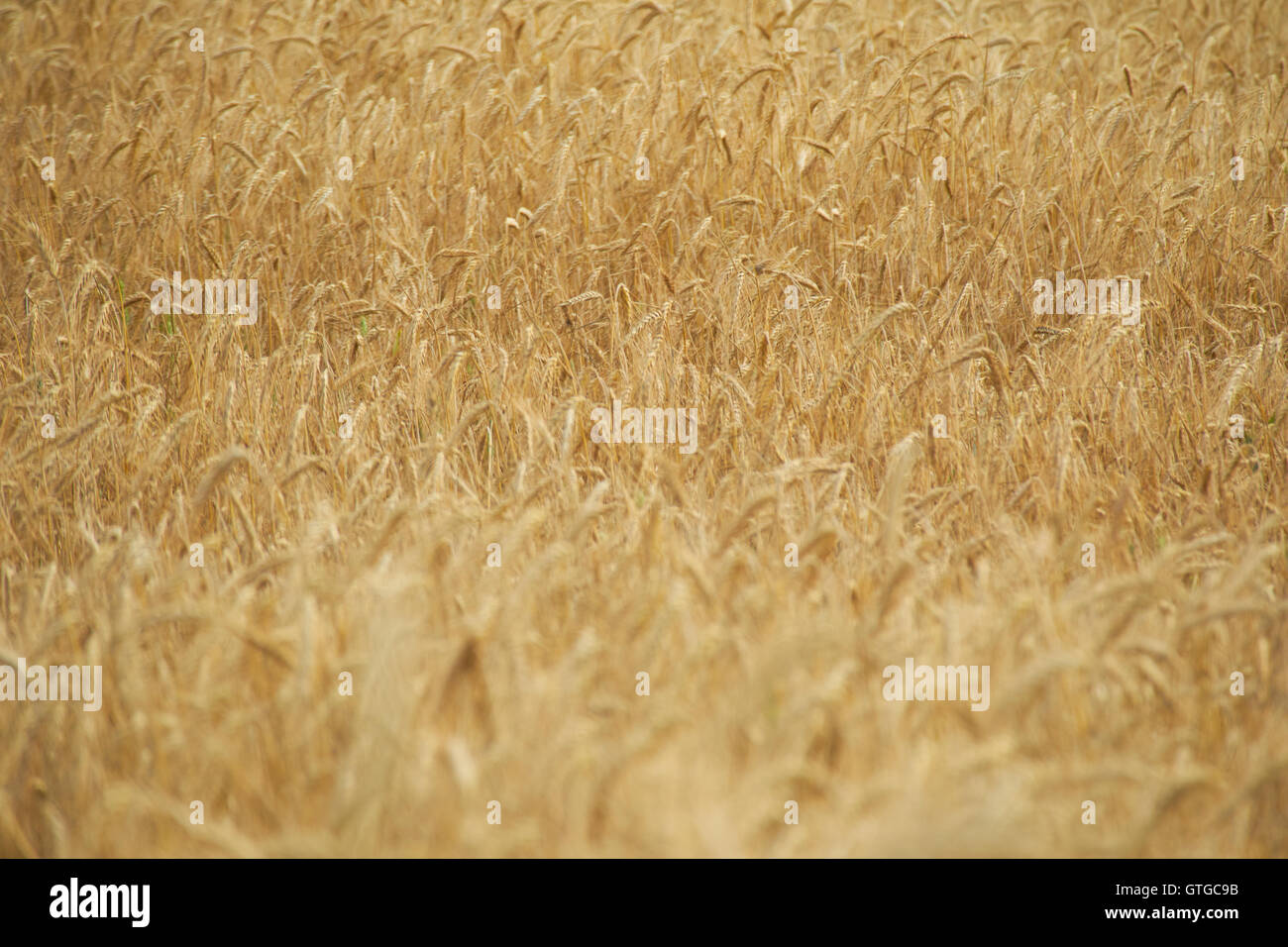 spikelets of wheat in the summer close-up Stock Photo - Alamy