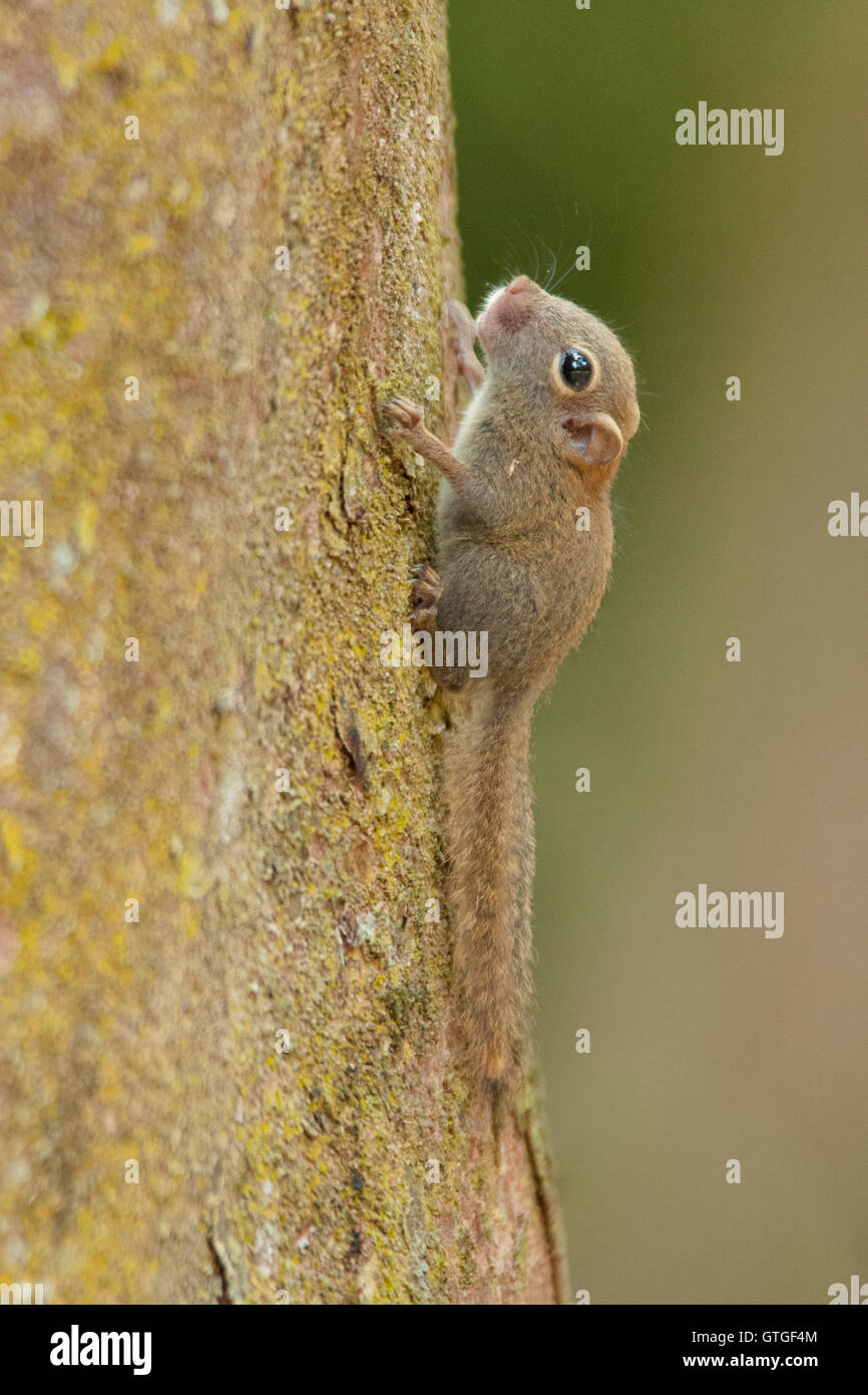 Plain Pygmy squirrel at Kinabatangan River, Borneo Stock Photo - Alamy