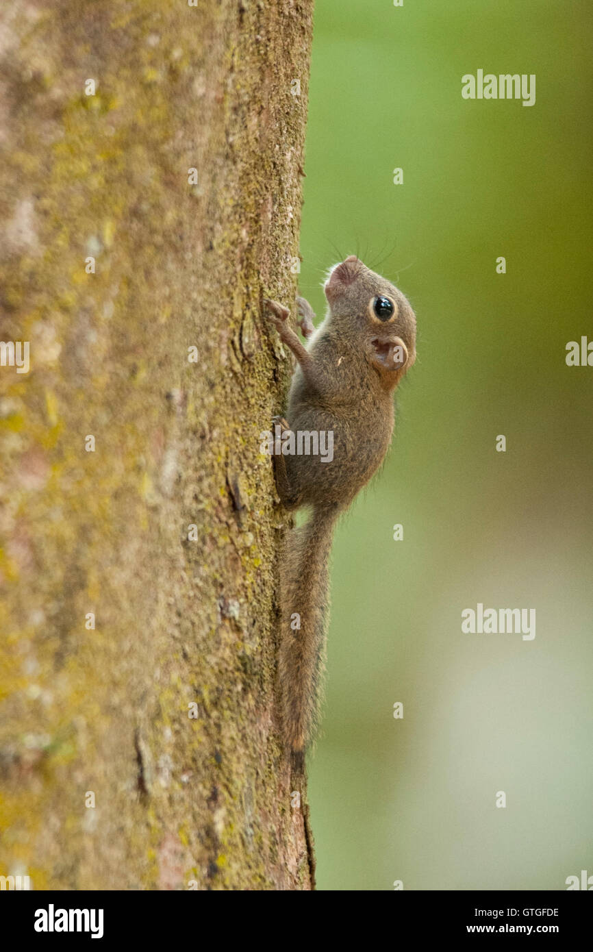 Plain Pygmy squirrel at Kinabatangan River, Borneo Stock Photo - Alamy