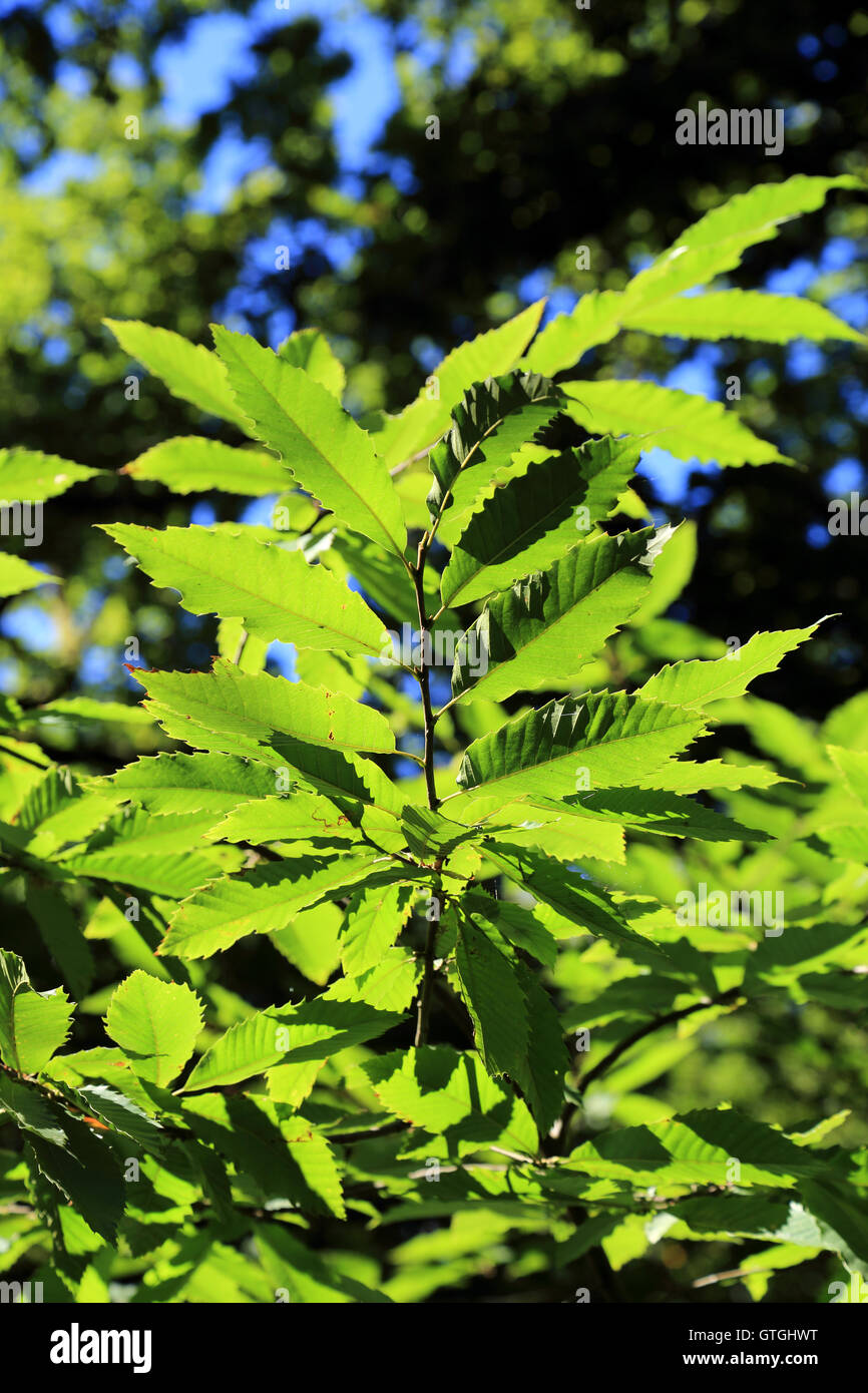 Chestnut leaves in Forest around Forteresse de Largoet, Elven, Morbihan ...