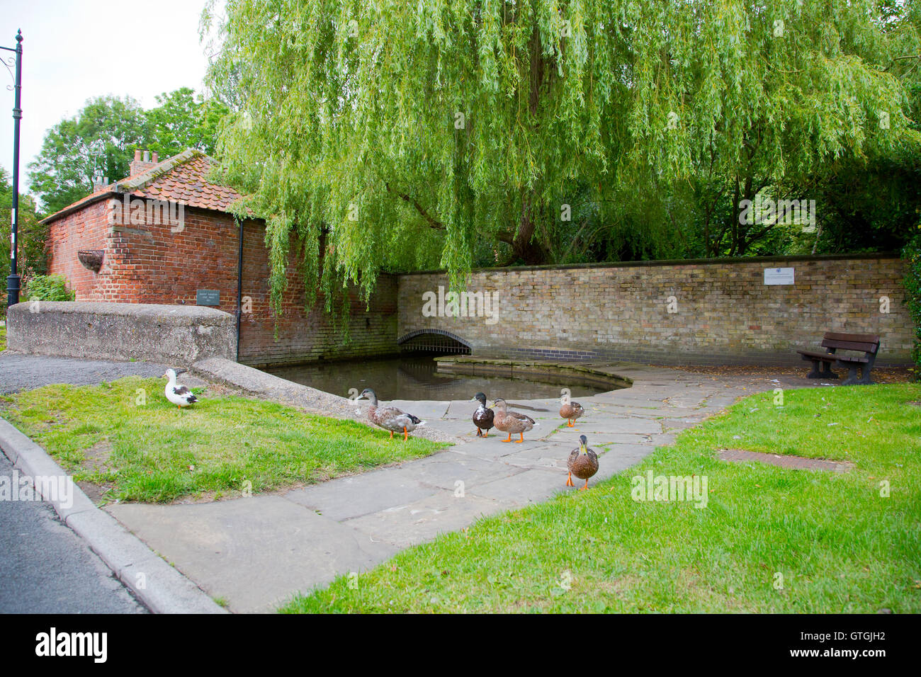 Duck pond with ducks Stock Photo - Alamy