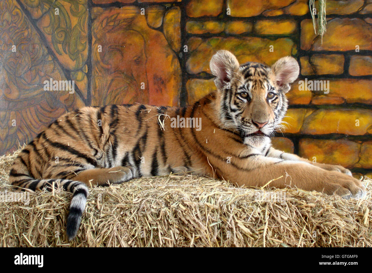Baby tiger in captivity Stock Photo - Alamy