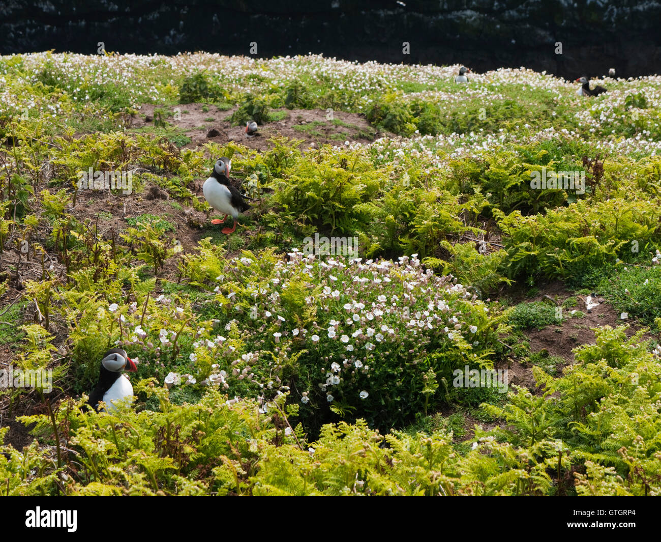 Atlantic puffin (Fratercula arctica), aka common puffin at nesting ...