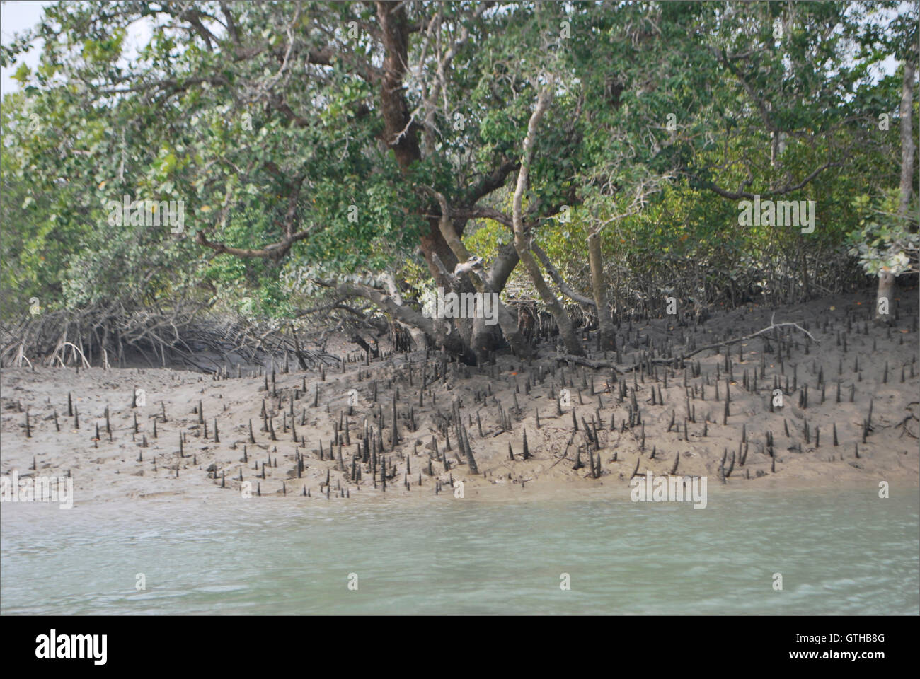 The Sundarbans is the largest single block of tidal halophytic mangrove ...