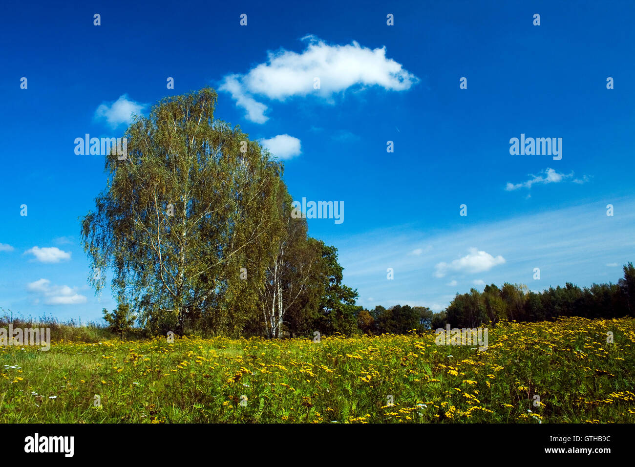 Nature photography of a beautiful meadow Stock Photo - Alamy