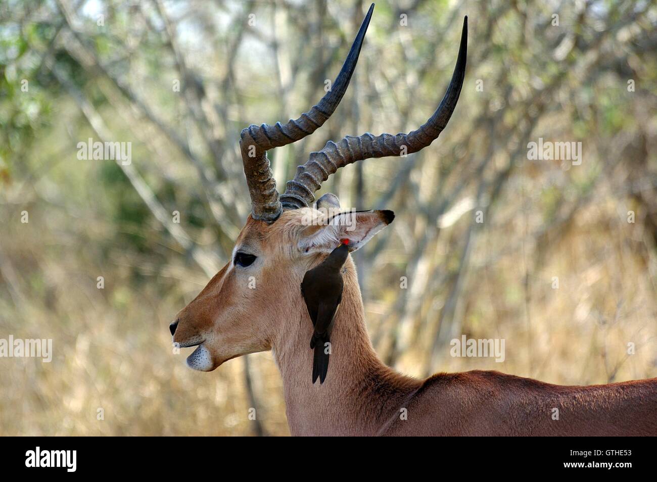 Antelope bush hi-res stock photography and images - Alamy