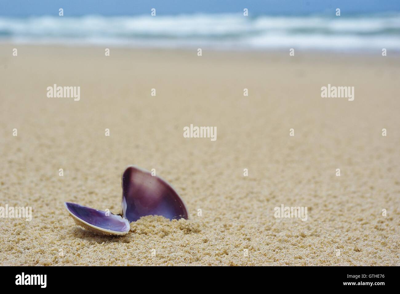 Shell collection illustration hi-res stock photography and images - Alamy