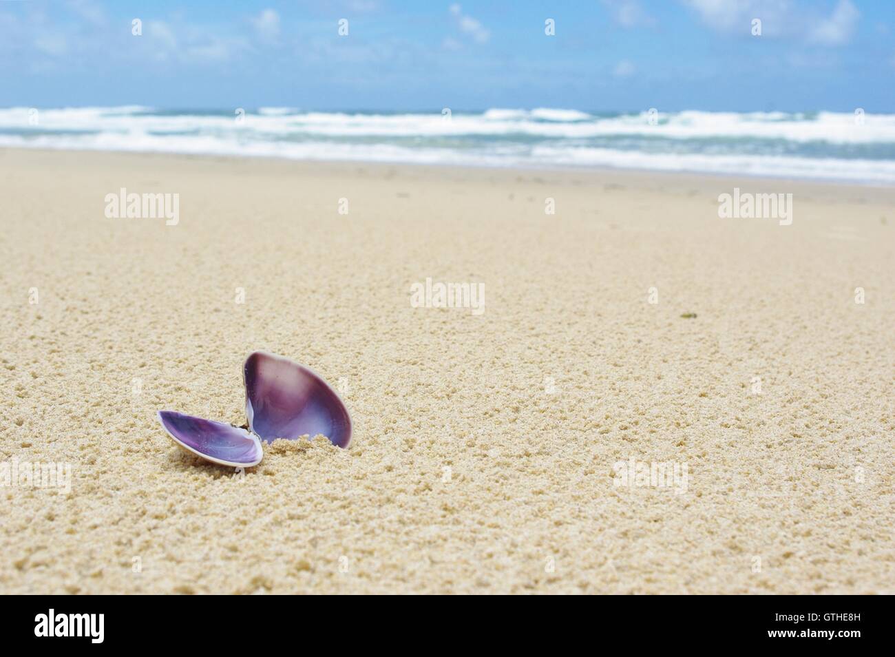 Star snail shell hi-res stock photography and images - Alamy