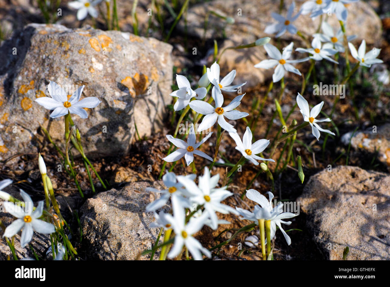 White flowers and stones. Spring time Stock Photo - Alamy