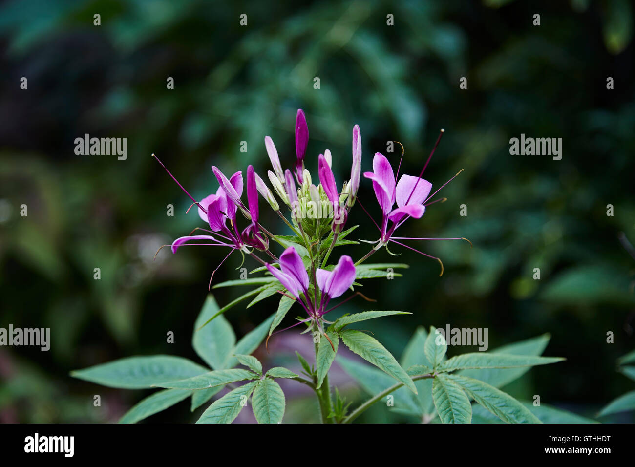 A Pink Cleome Hasslefriana called Violet Queen in a garden Stock Photo ...