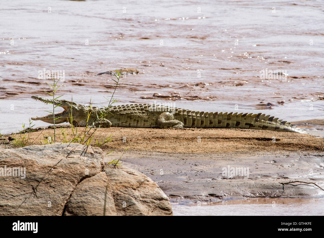 Crocodile on sand hi-res stock photography and images - Alamy