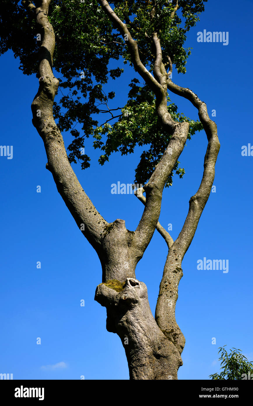 tree and branches Stock Photo - Alamy