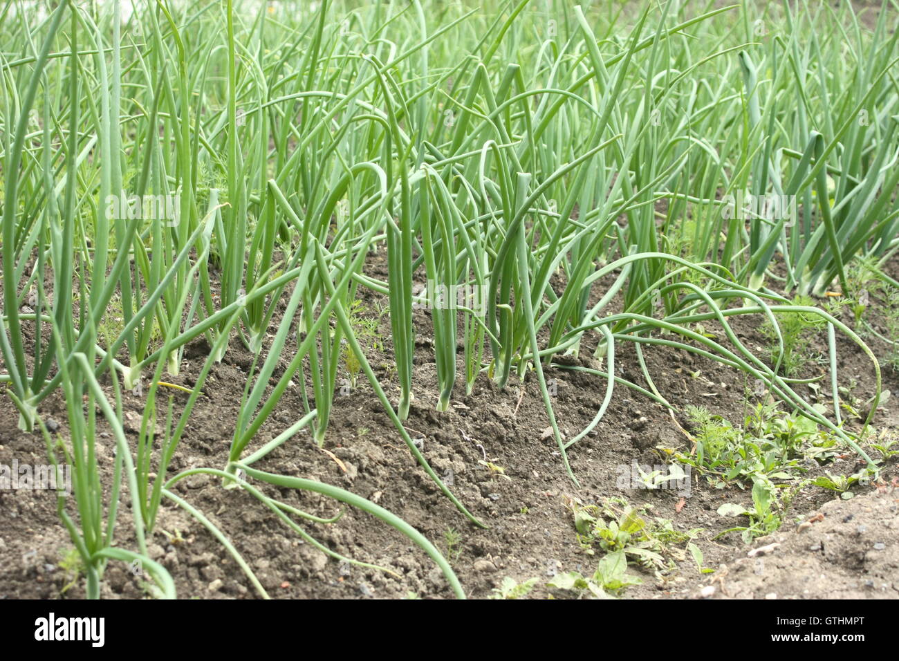 Vegetable garden spring time small farm Romania countryside Stock Photo ...